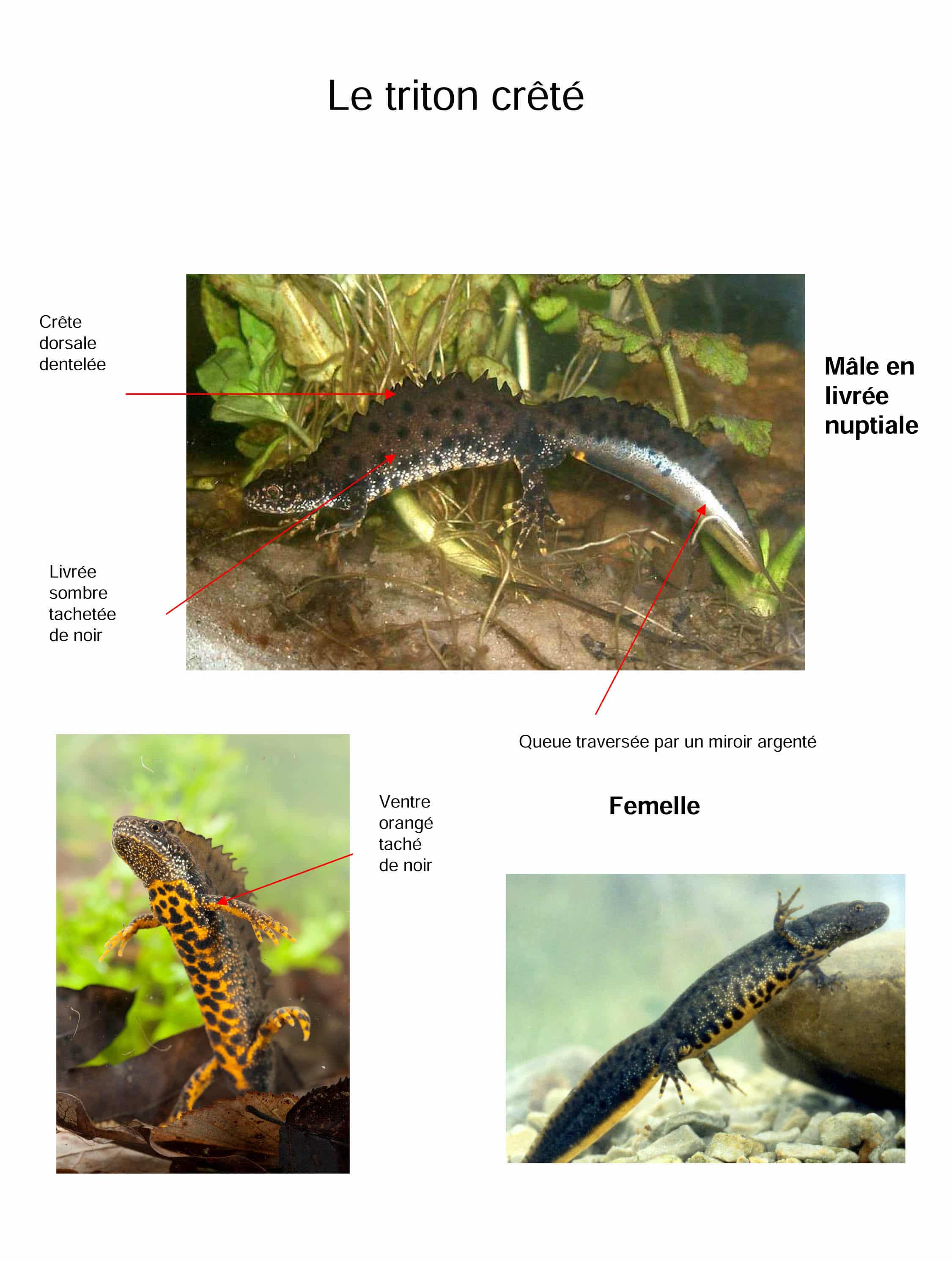 Smavas, comprendre la faune aquatique, la reproduction et le cycle de vie