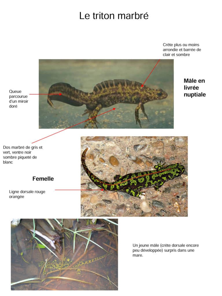 Le triton marbré