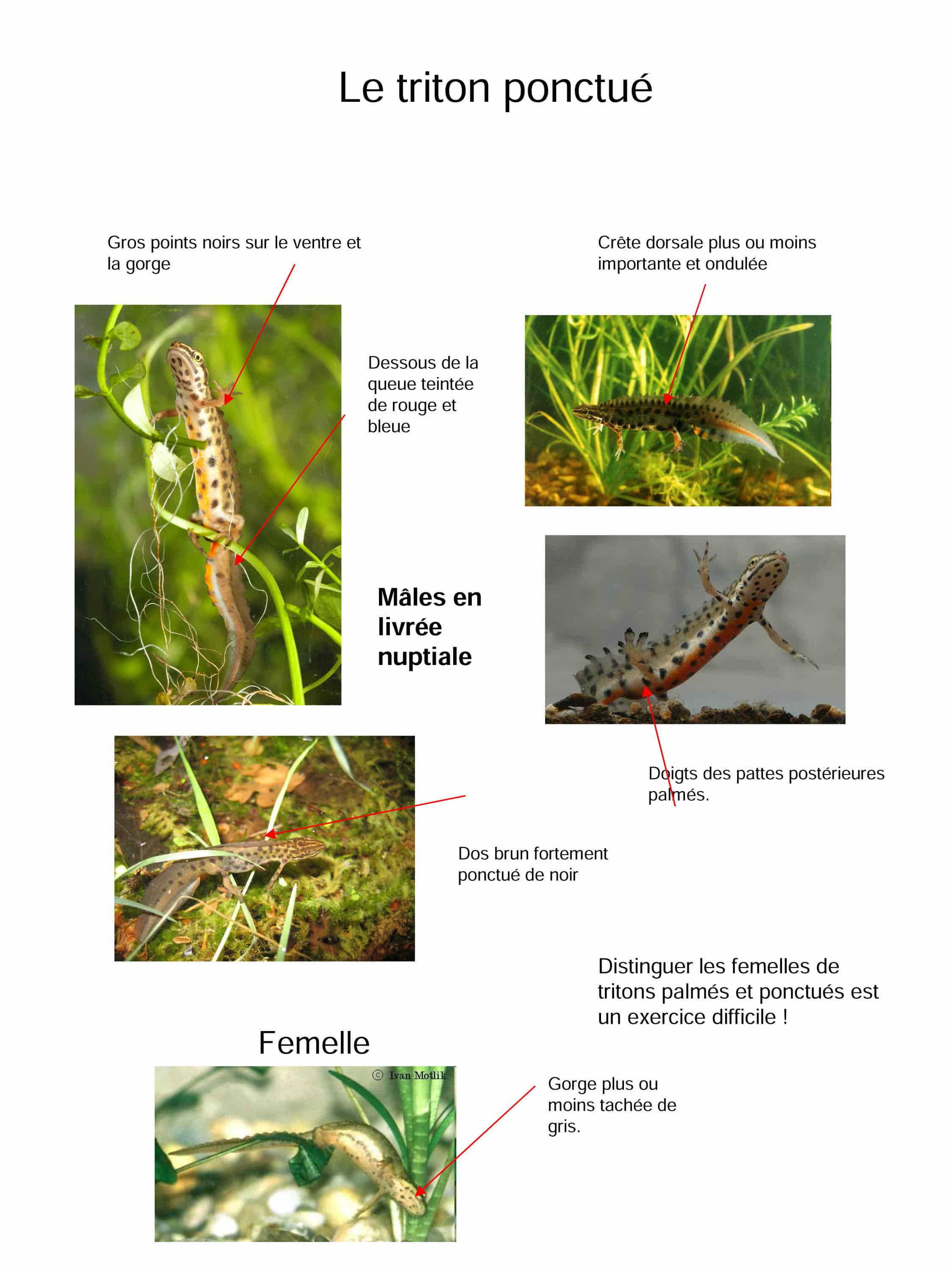 Smavas, comprendre la faune aquatique, la reproduction et le cycle de vie